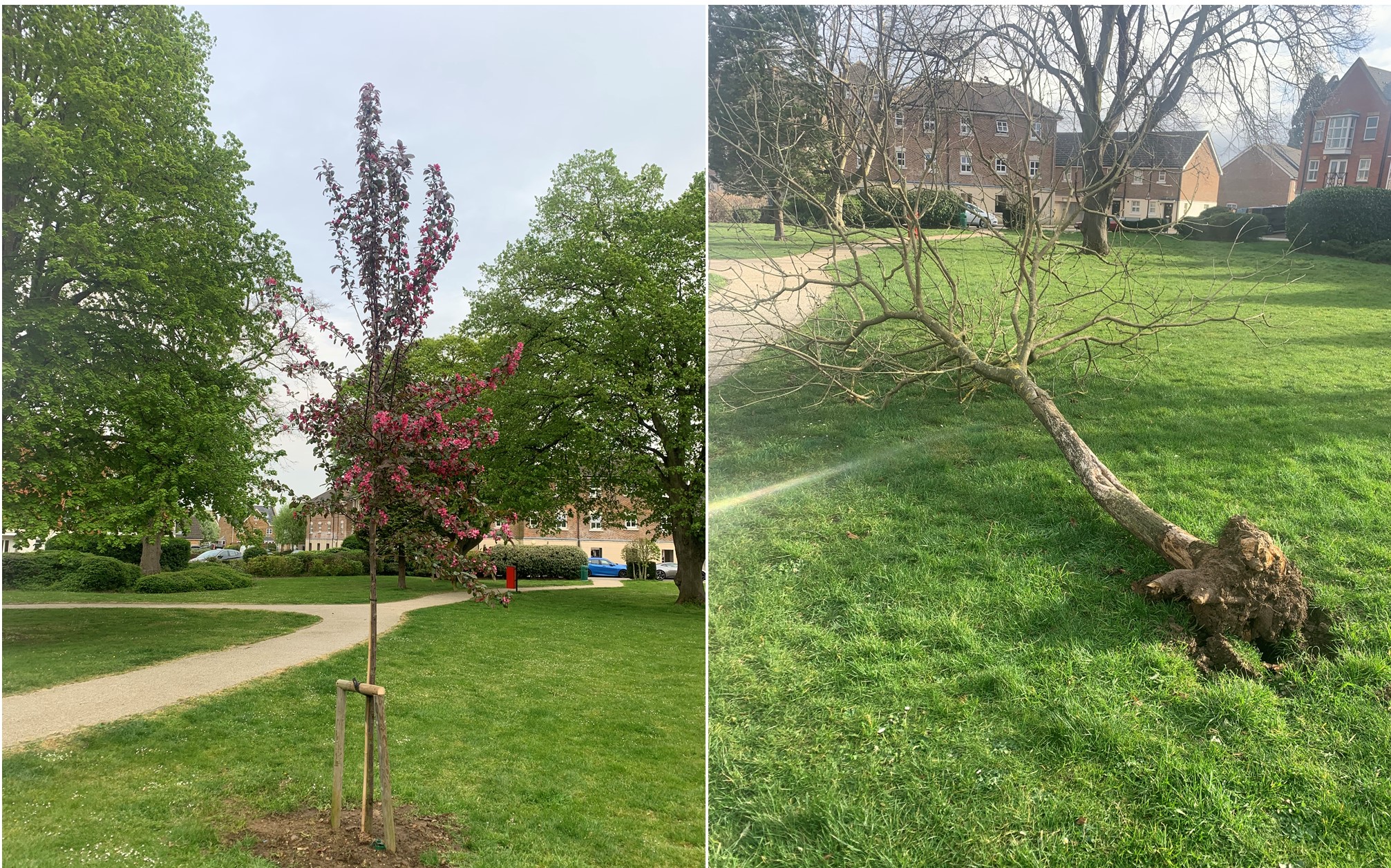 Jubilee tree – BPRA